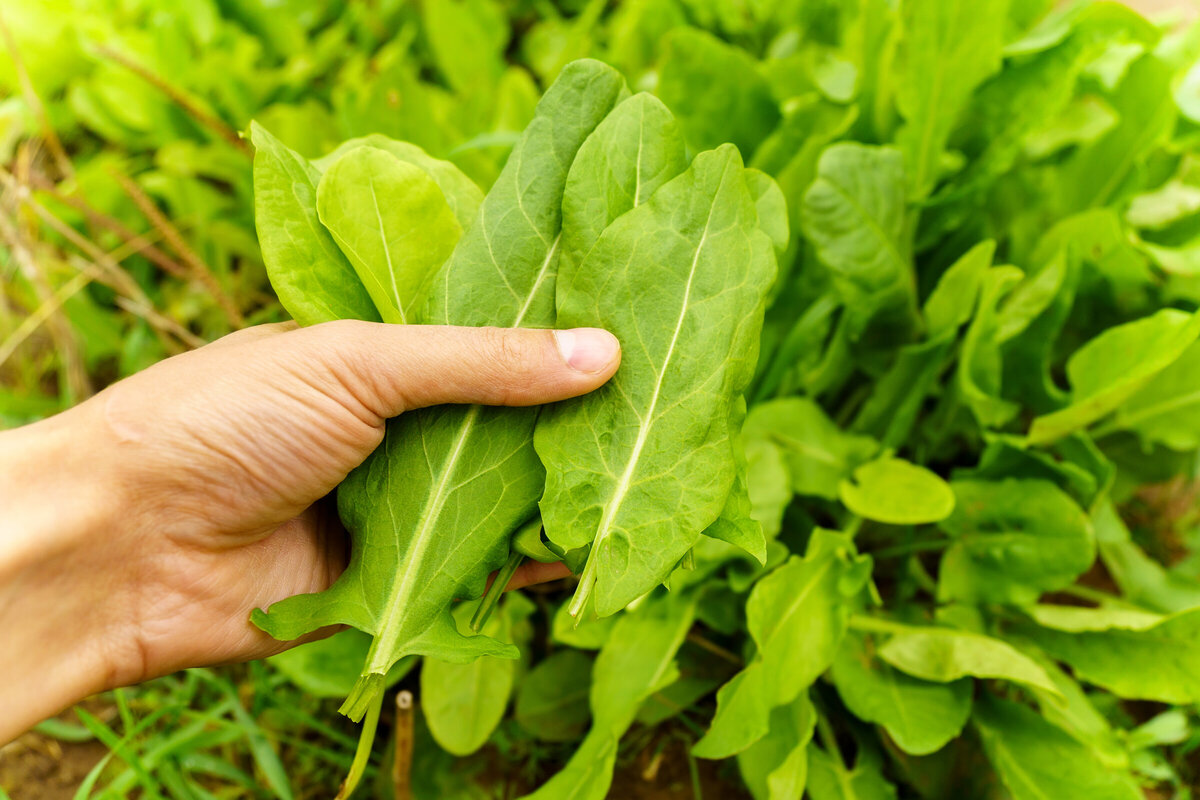 Sorrel Info Sheet | Goldbush Micro Farm