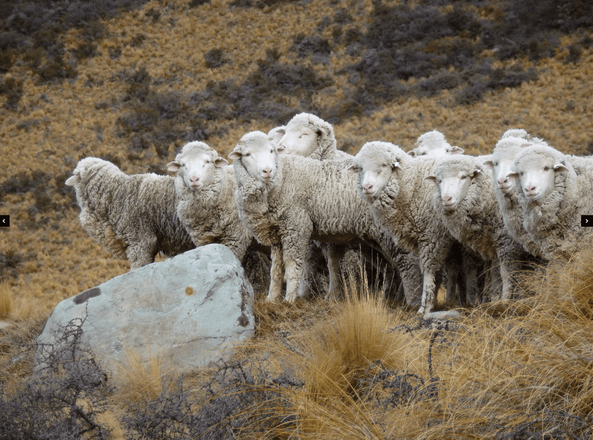 Sheep and Beef health care products | MAI Animal Health NZ