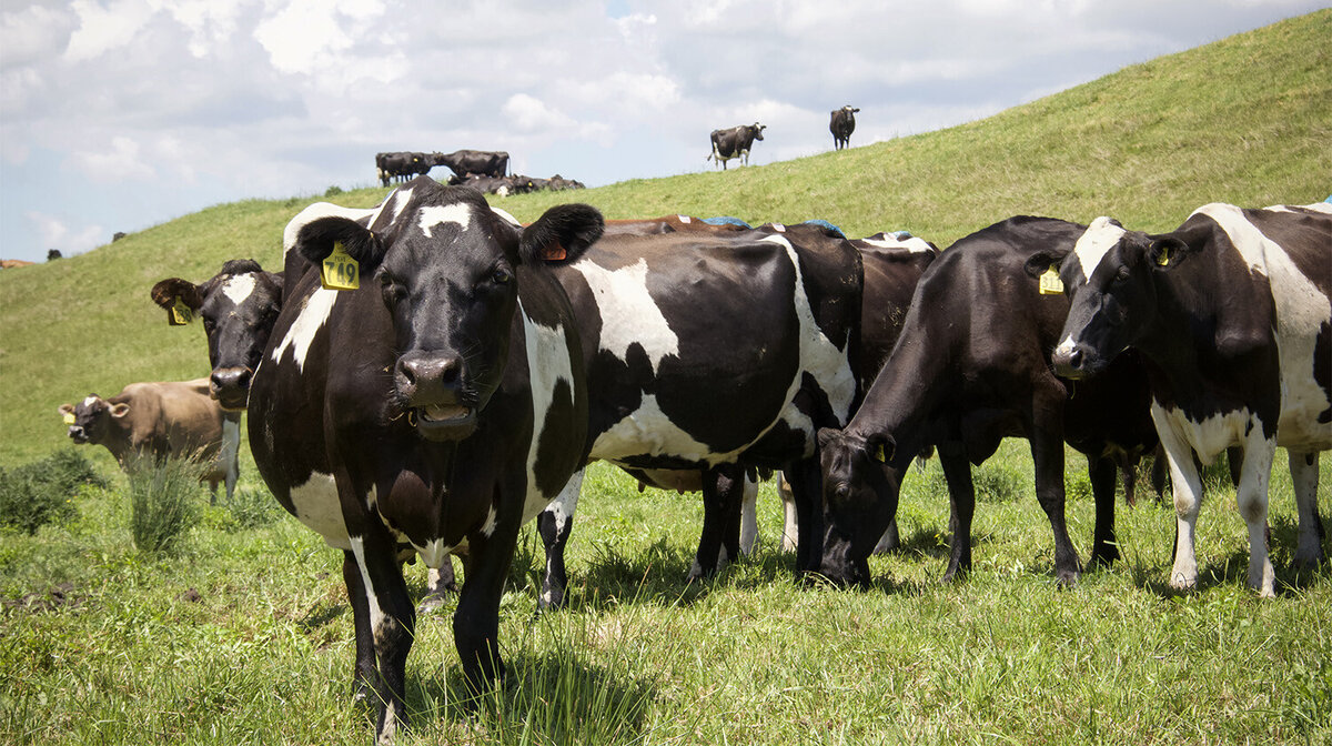 Medicant delivery system - Power Doser | MAI Animal Health NZ