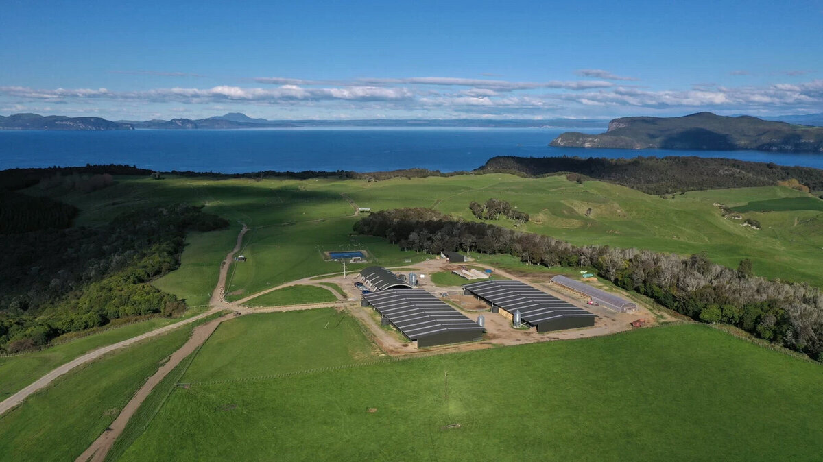 Producing world-class sheep milk | Maui Milk Limited