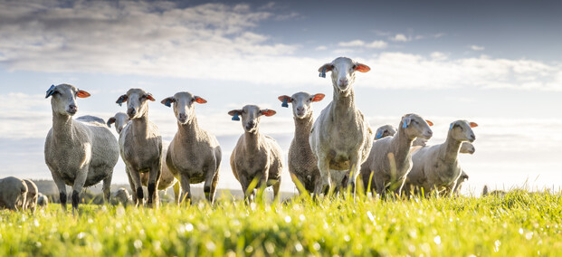 Maui Sheep Milk New Zealand | Genetics Programme