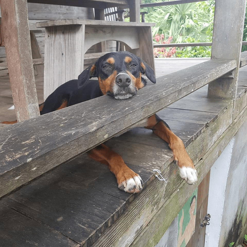 Crayfish Bay, Grenada | Housesitting Global