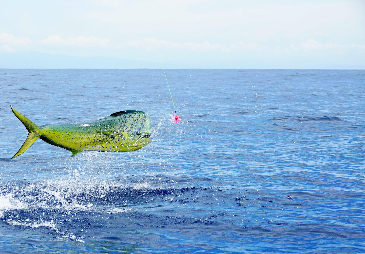 Fish Vava'u | Gaz Sullivan