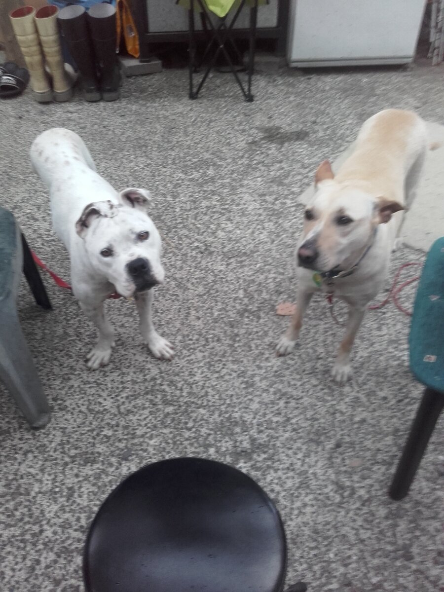 Jake's Story | The Dog Rescue Project