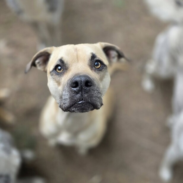 Dogs for Adoption | The Dog Rescue Project