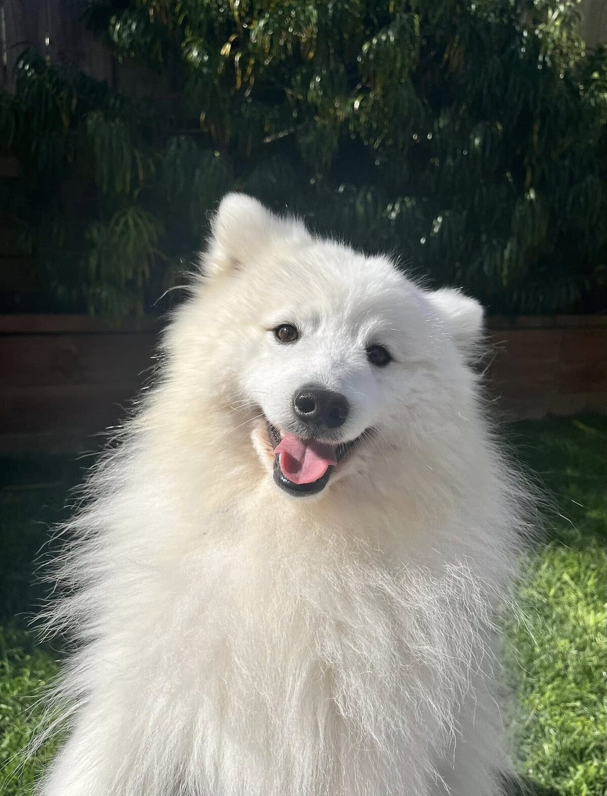 Milan | The Dog Rescue Project