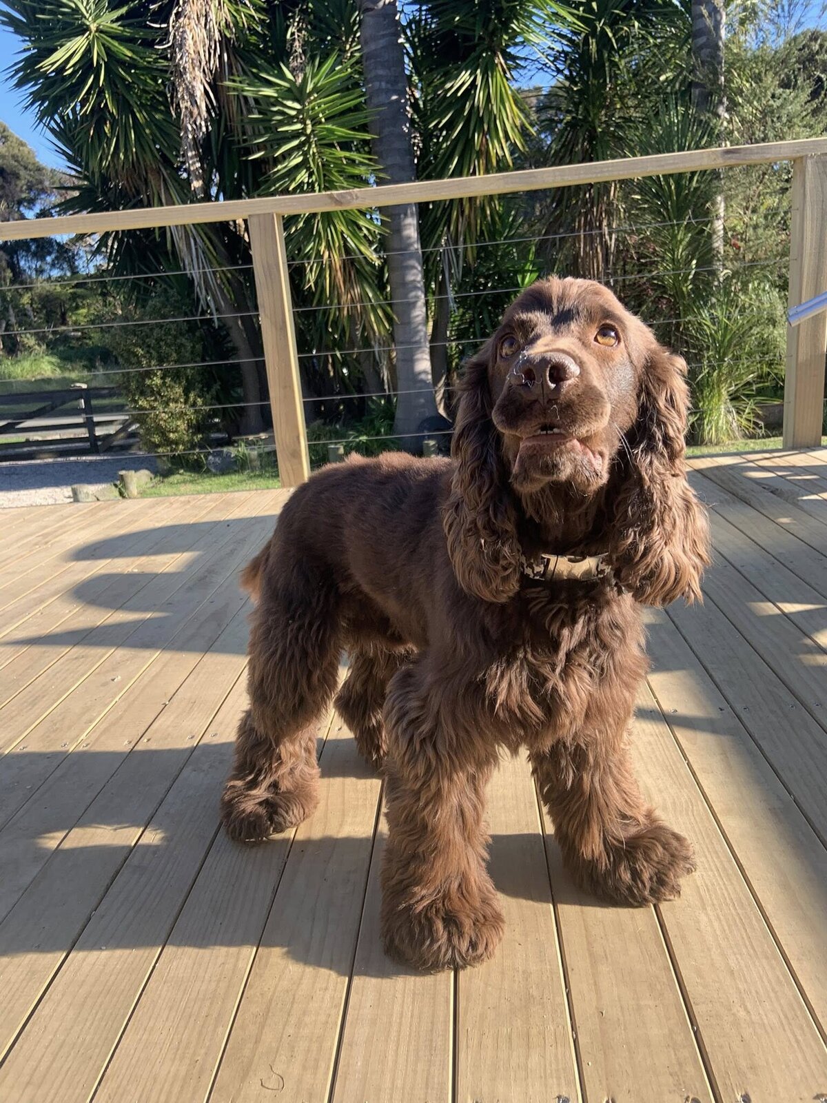 Jethro | The Dog Rescue Project