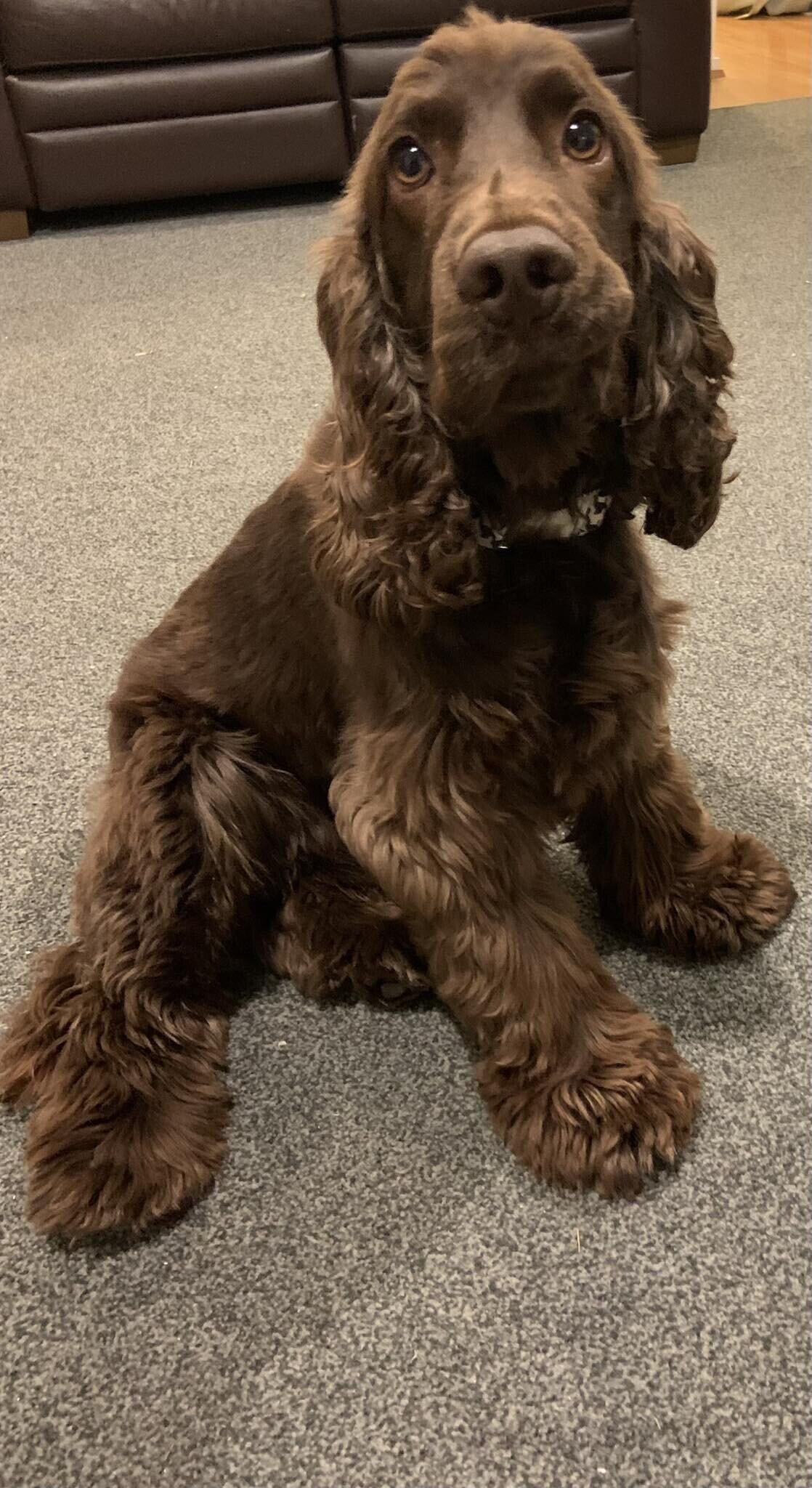 Jethro | The Dog Rescue Project