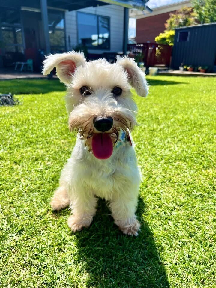 Douglas | The Dog Rescue Project