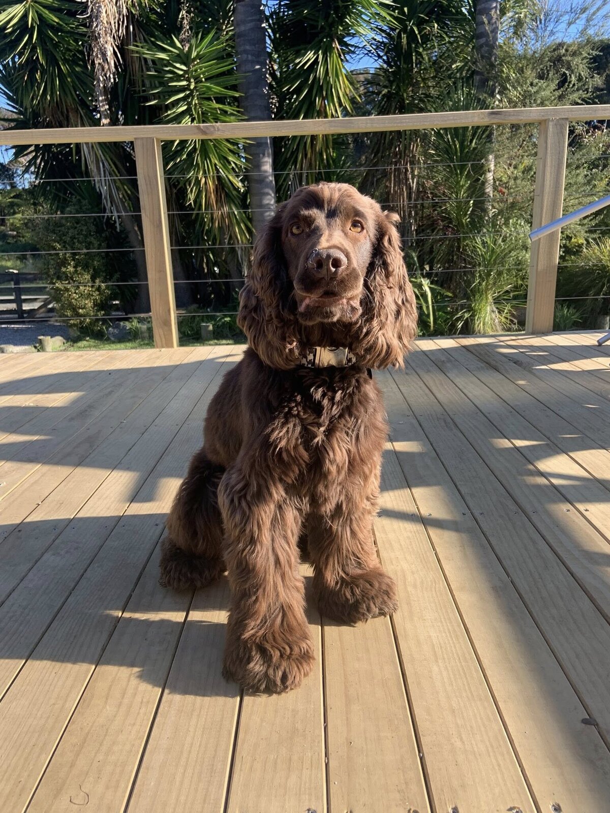 Jethro | The Dog Rescue Project