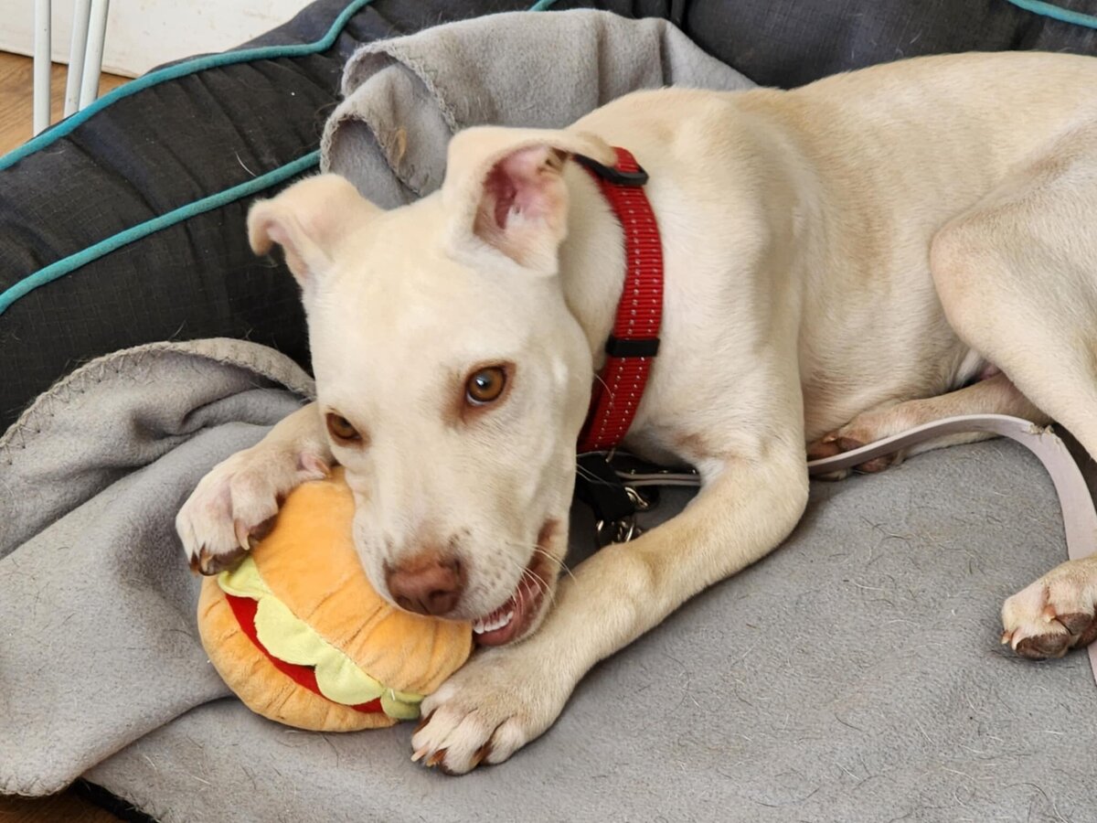 Sheldon | The Dog Rescue Project