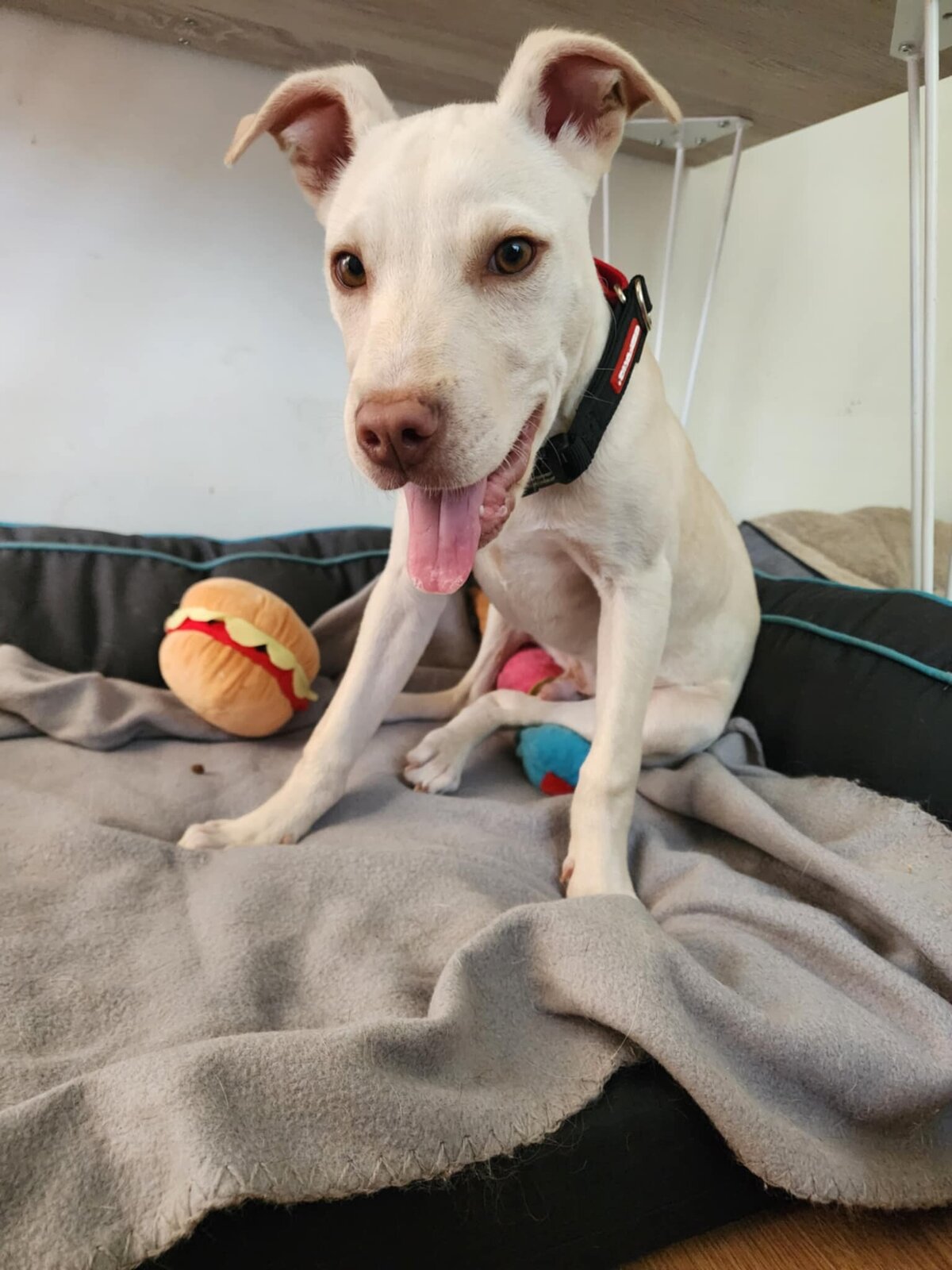 Sheldon | The Dog Rescue Project