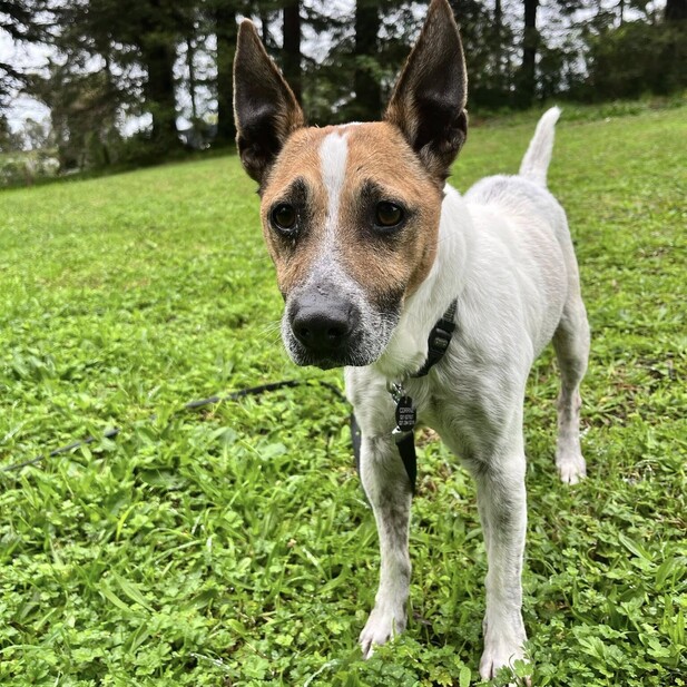 Dogs for Adoption | The Dog Rescue Project