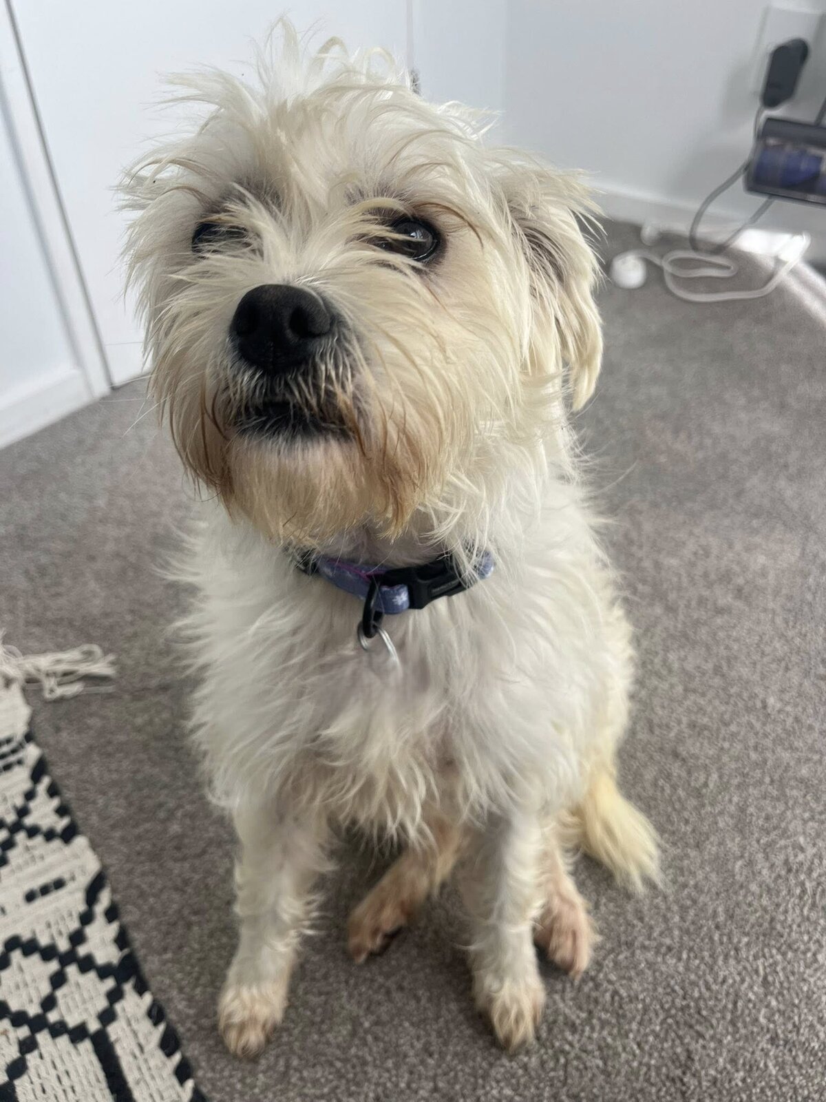 Dogs for Adoption | The Dog Rescue Project