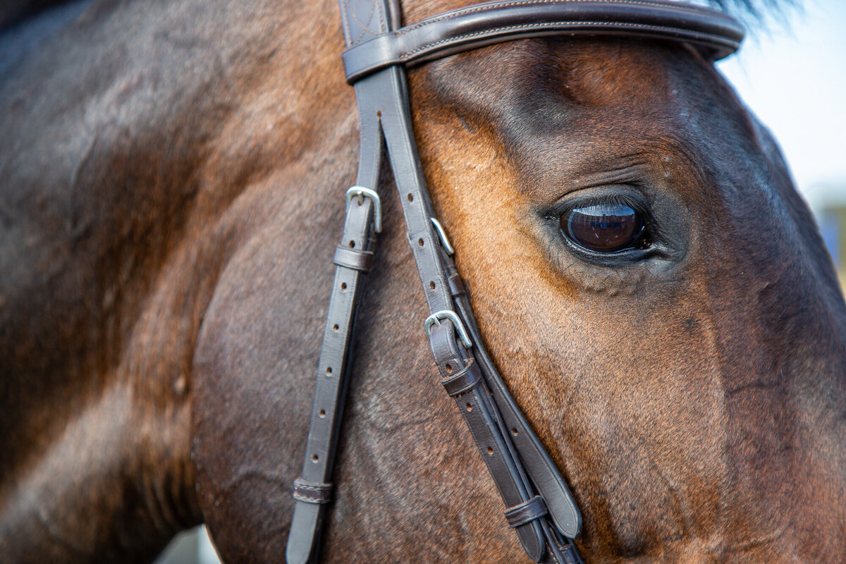 Build Stables NZ | Harrison Lane