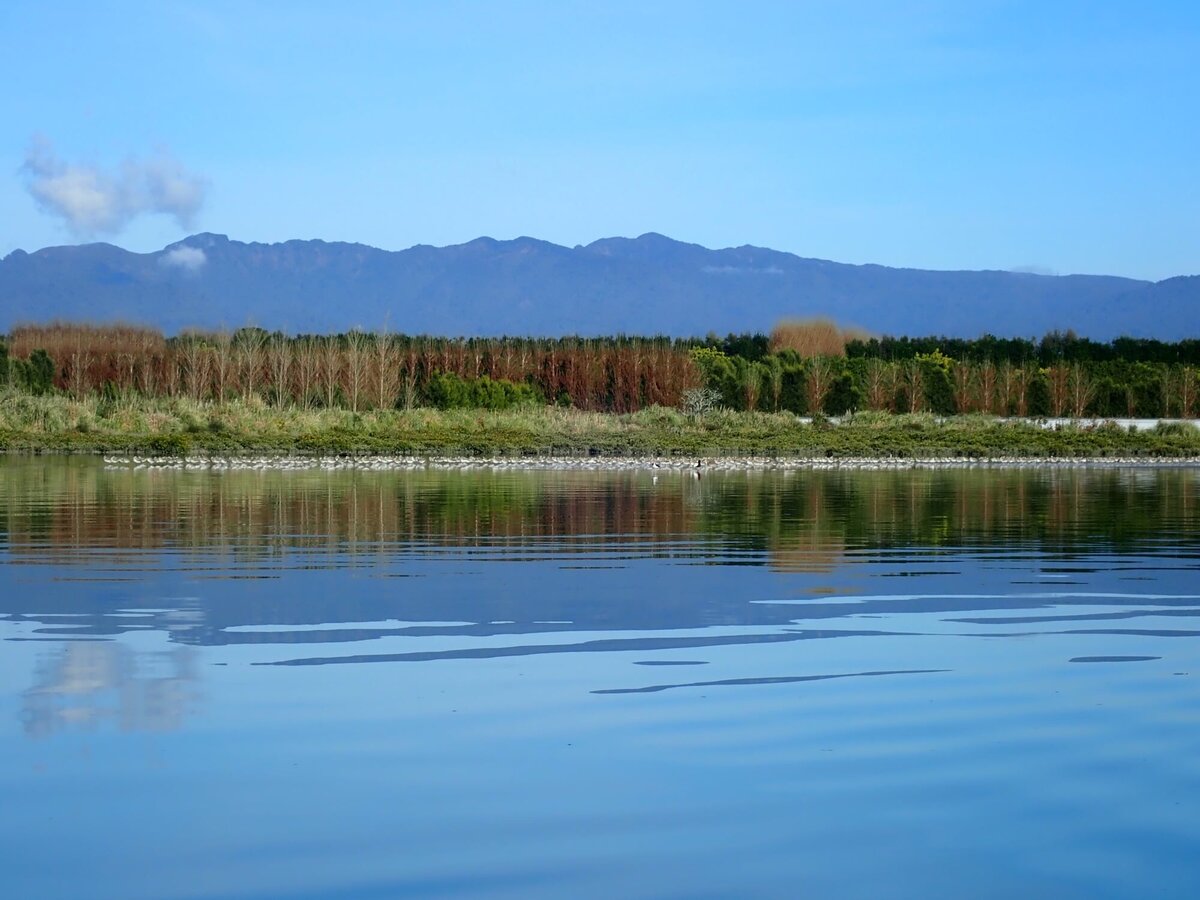 Kayak Bird Survey | EcoQuest New Zealand