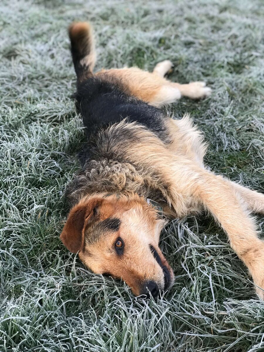 'Twisted gut' in working dogs | VetSouth