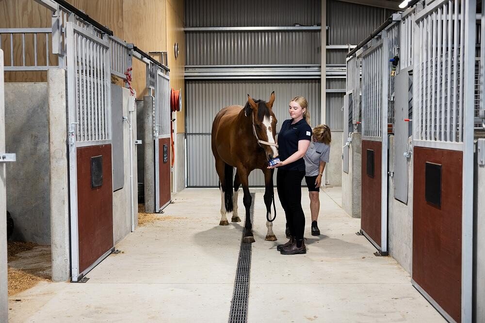 The four pillars of optimal horse health | VetSouth