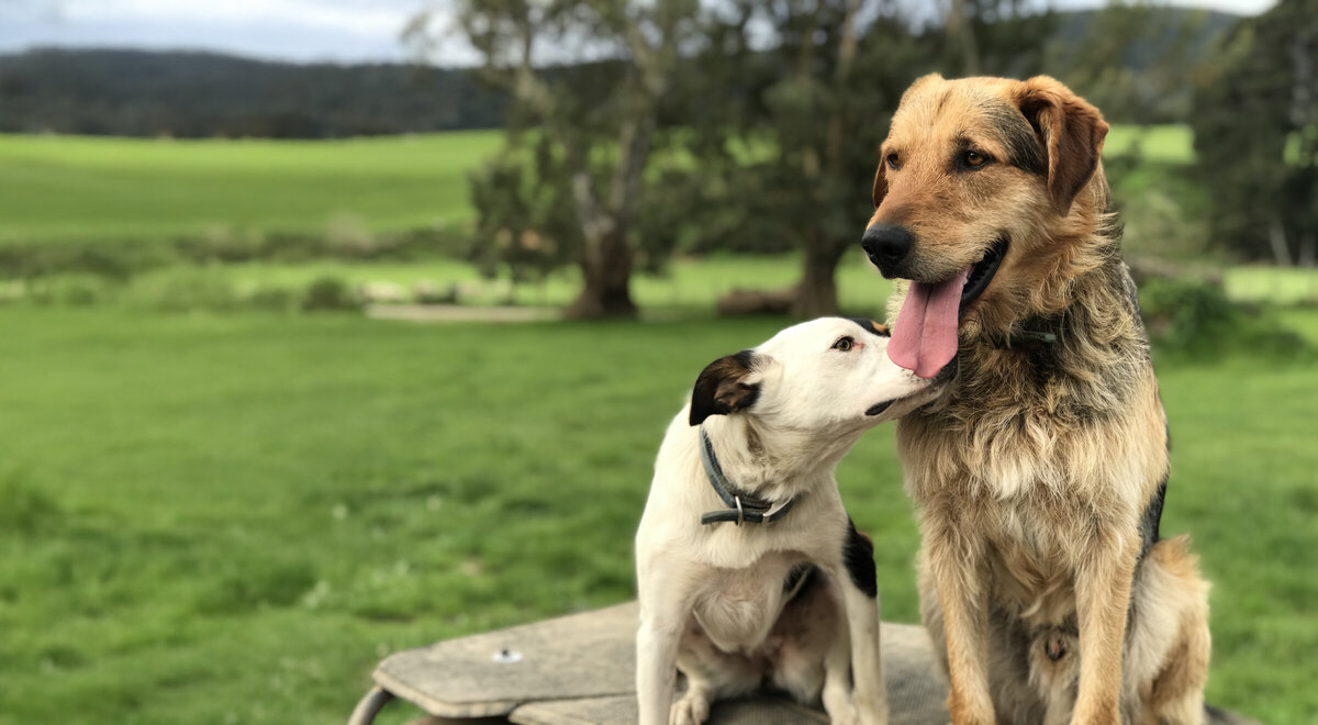 Working dog studies | VetSouth