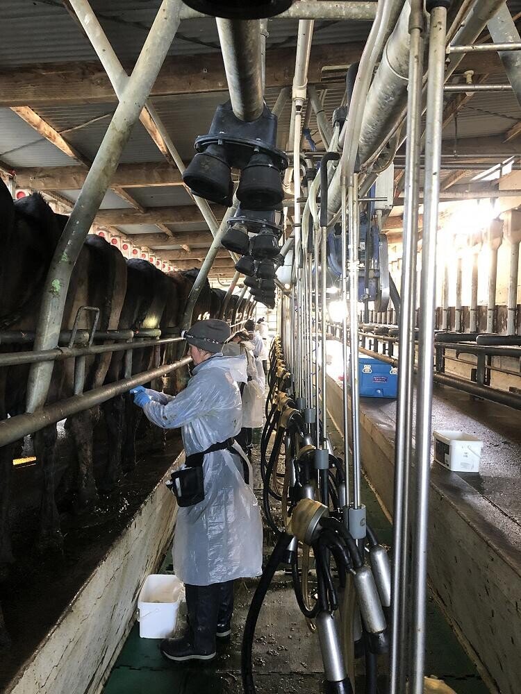 Understanding Dry Cow Reduction | VetSouth