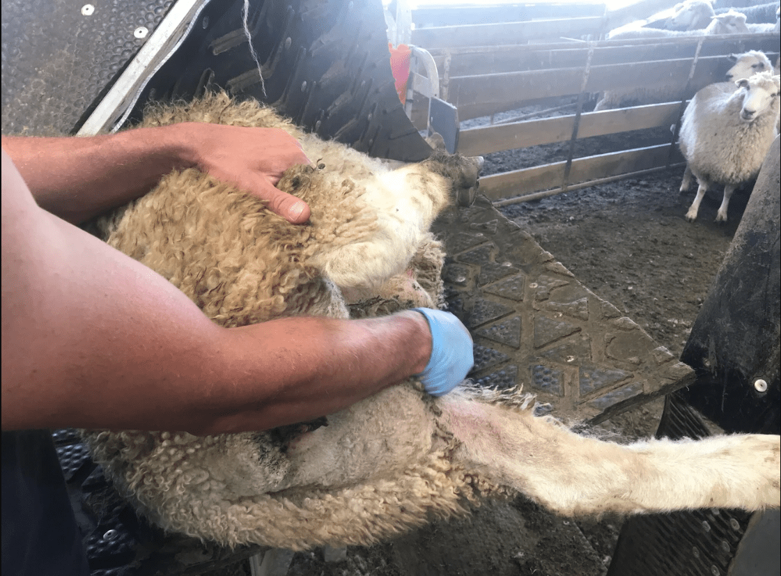 Udder basics | VetSouth