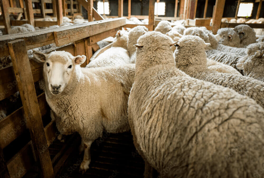 What is Cheesy Gland? | VetSouth