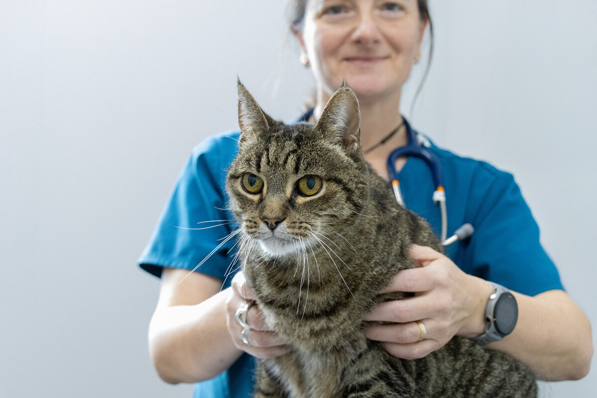The gold standard treatment for feline hyperthyroidism | VetSouth
