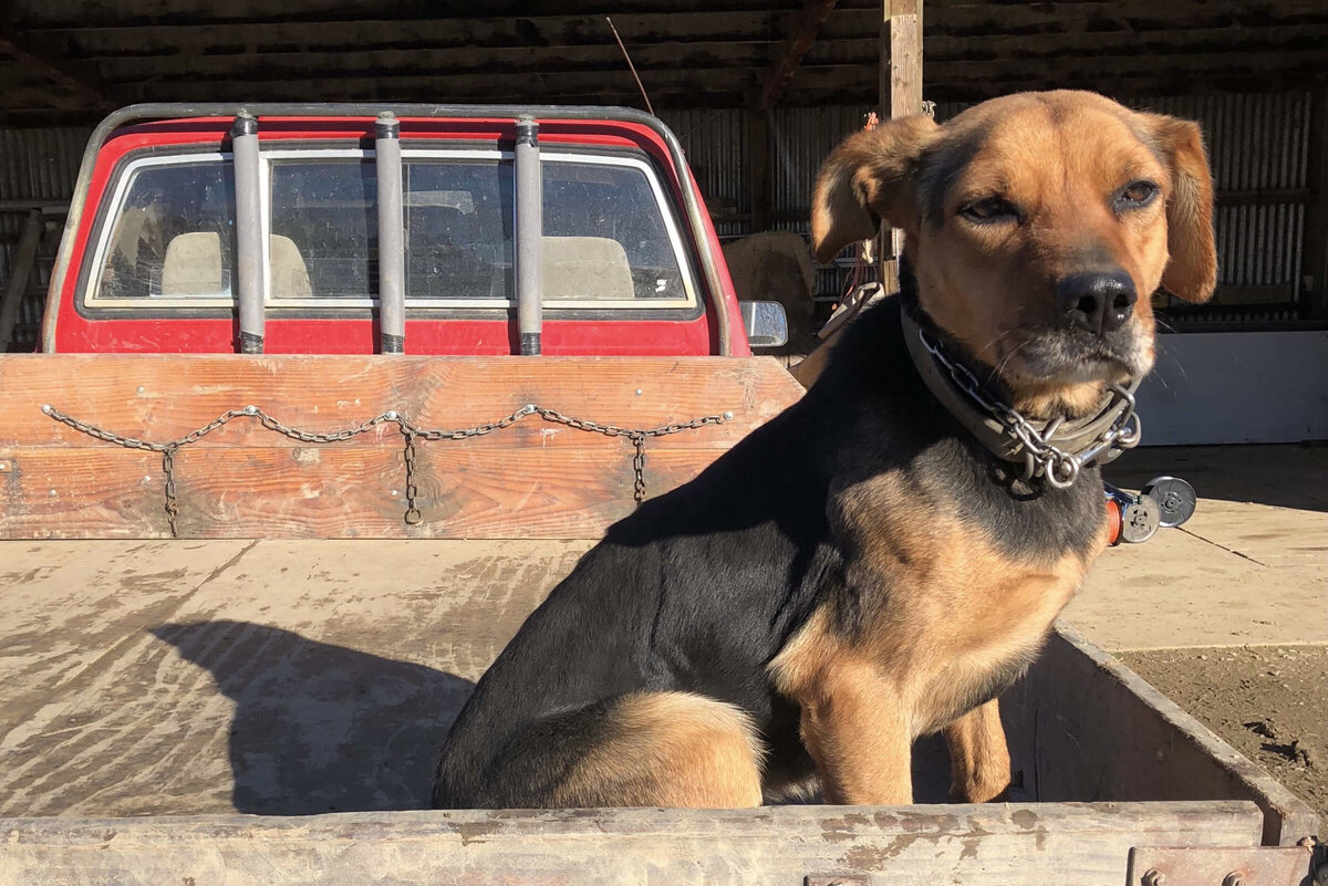 Working dog pre-season checklist | VetSouth