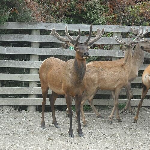 Maximising Velvet Growth | VetSouth