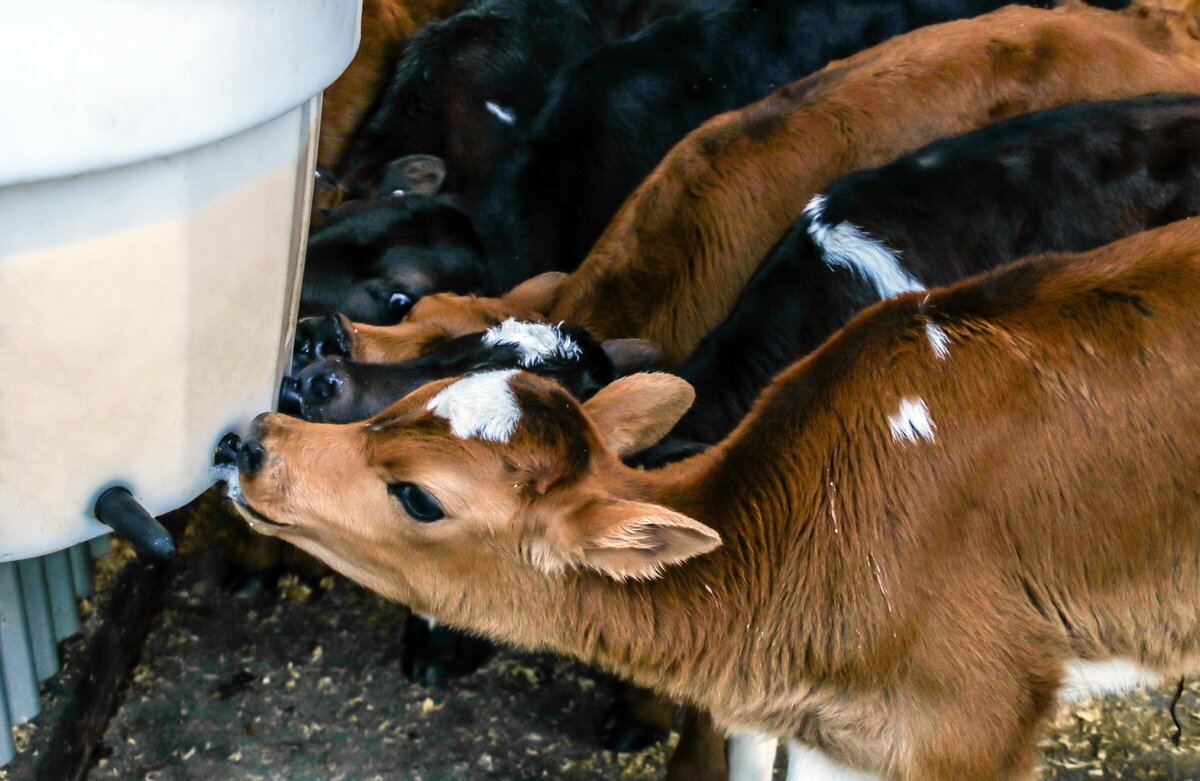 Colostrum key to calf rearing | VetSouth