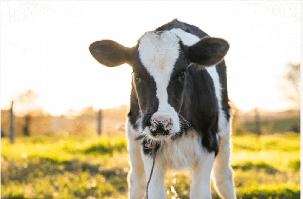 Drenching calves | VetSouth