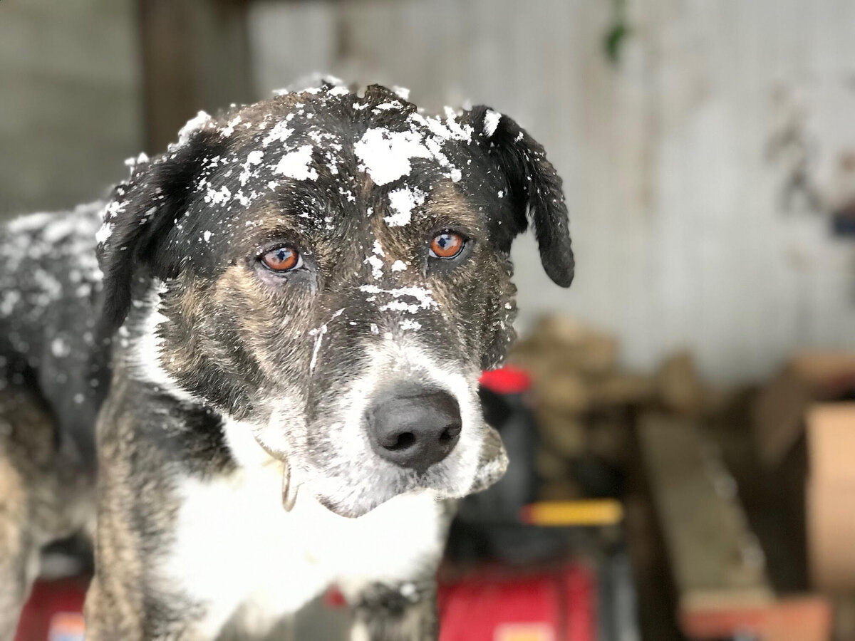 Working dogs in winter | VetSouth