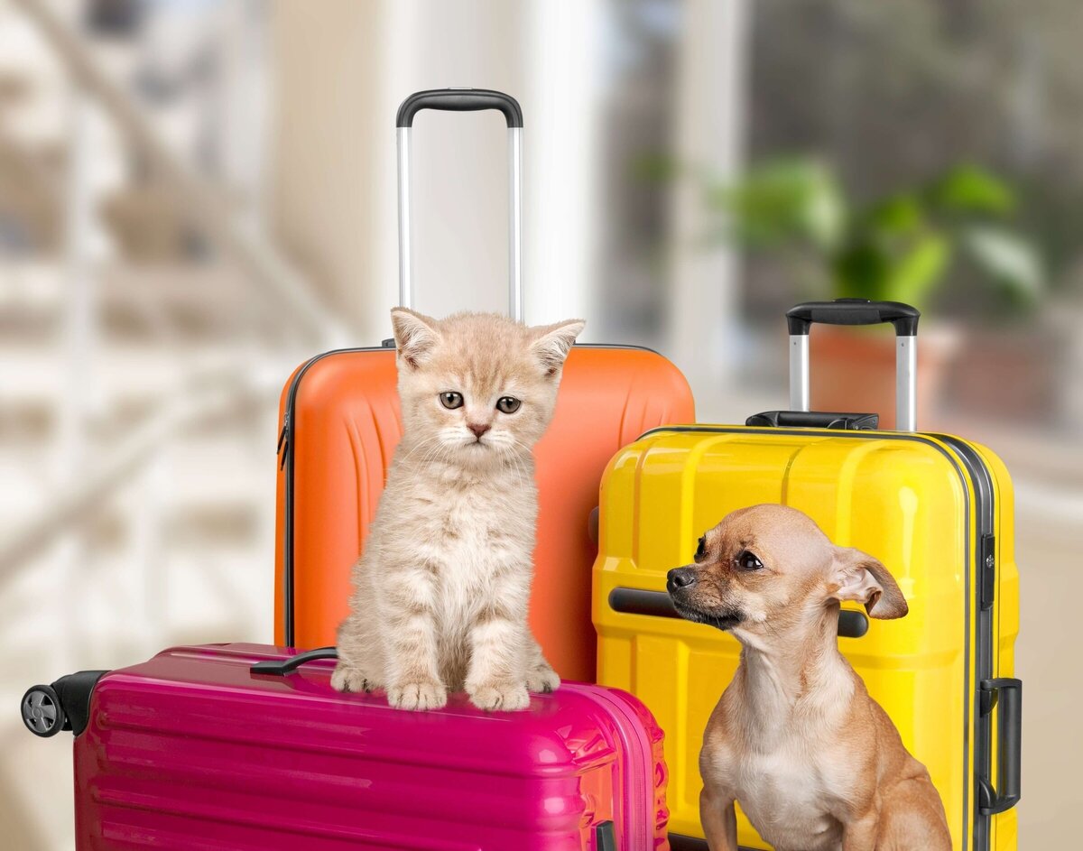 Caring for pets over the holidays | VetSouth