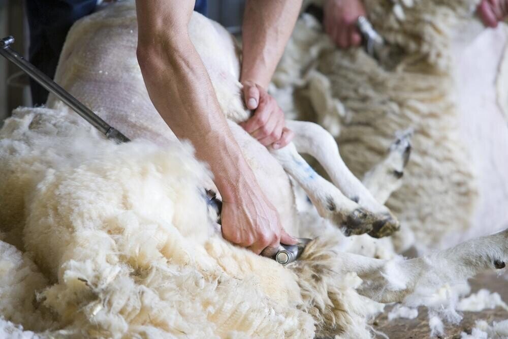 Effective lice control in sheep | VetSouth