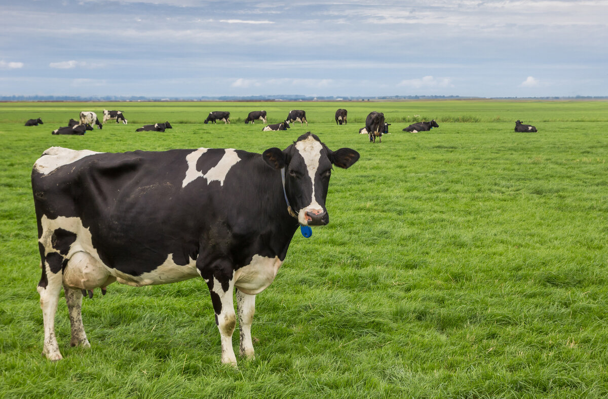 Observing cow health with tech | VetSouth
