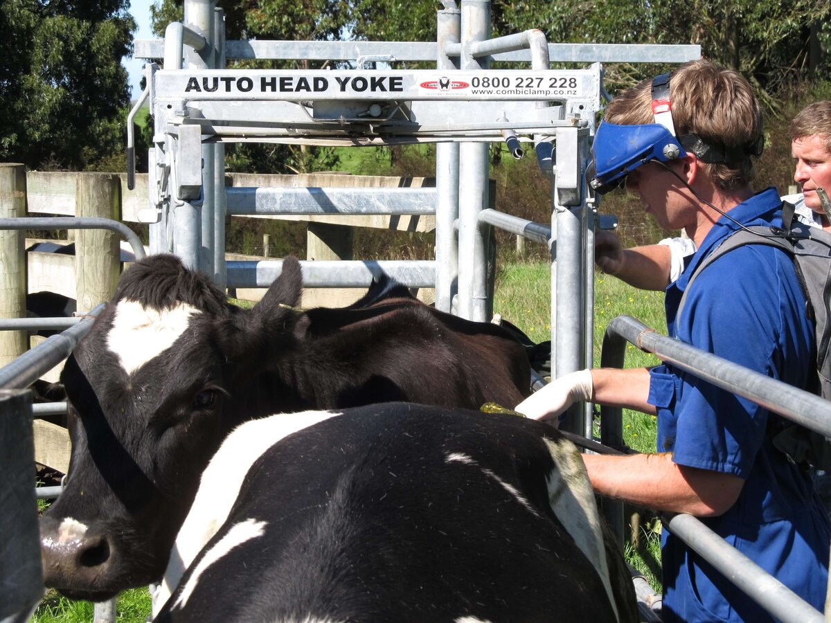 Cow Scanning Ultrasound For Pregnancy VetSouth
