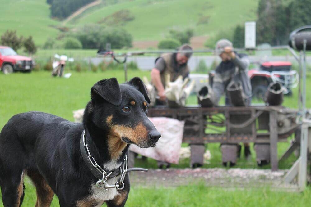 Working dogs: Feeding for performance | VetSouth