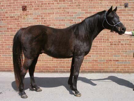 Do you know how to recognise Equine Cushing’s syndrome (PPID)? | VetSouth