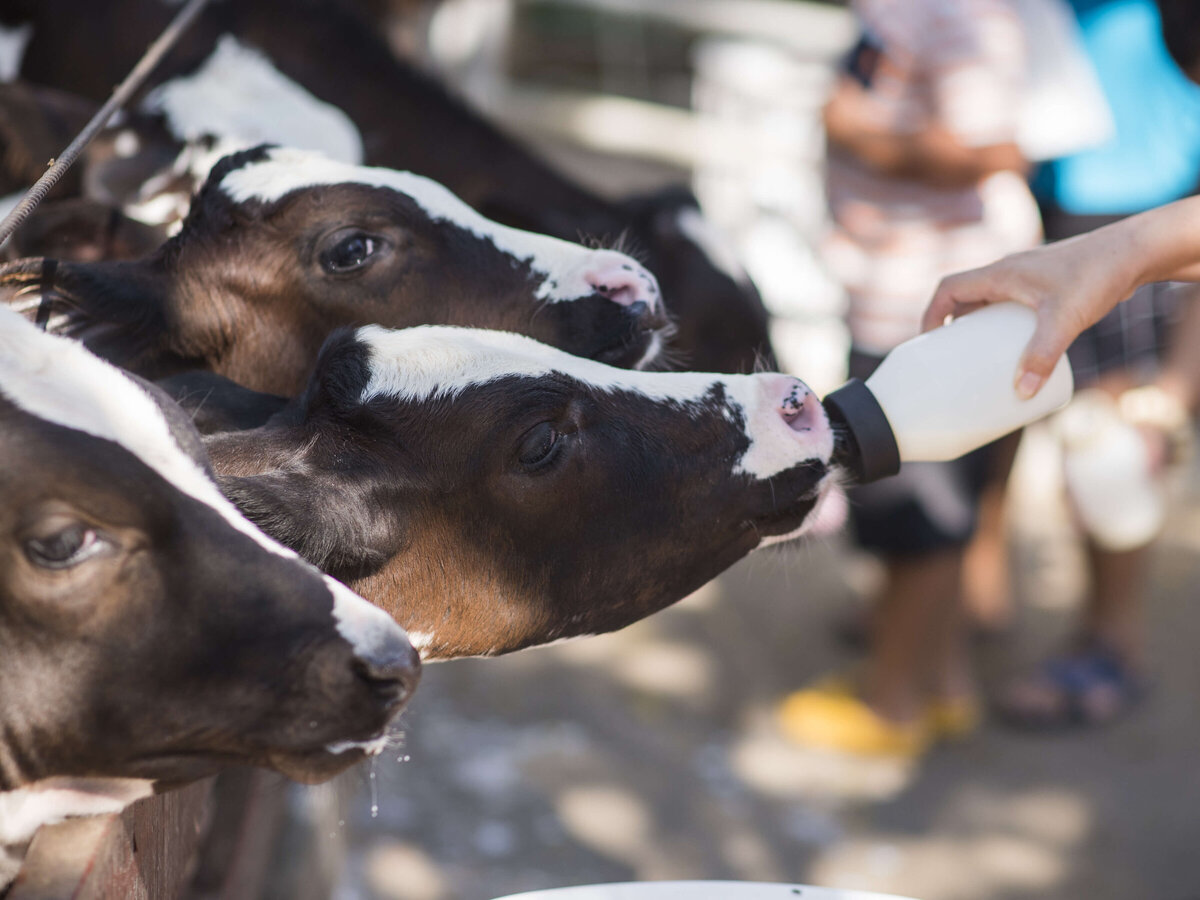 The case of the drunk calves | VetSouth