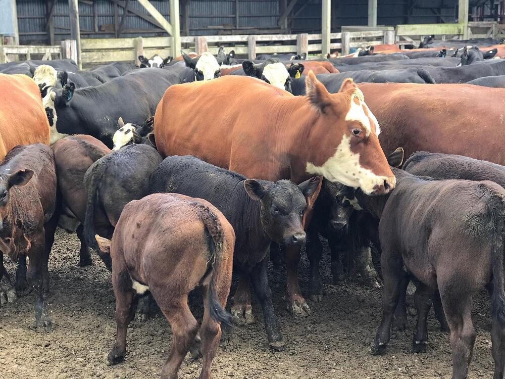 Beef weaning tips | VetSouth