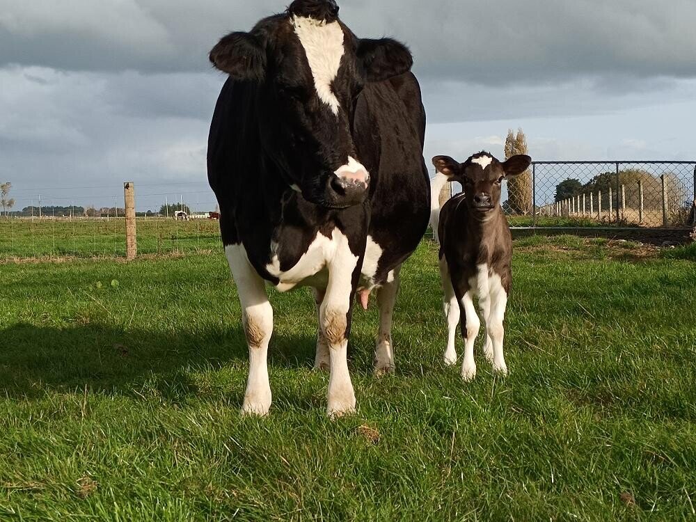 Staying on top of your game during calving/lambing | VetSouth