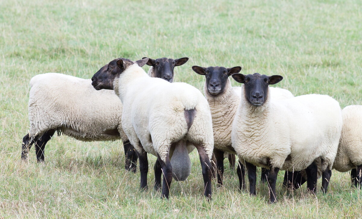 Ram selection: Know what you want for your future farm | VetSouth