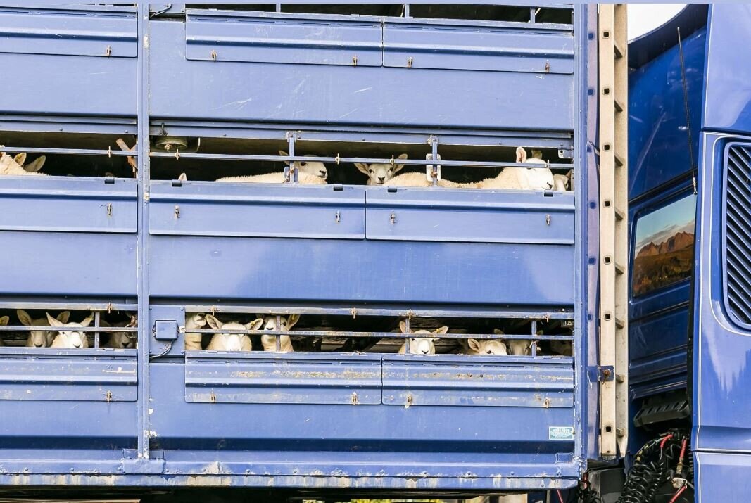 Safe sheep transport | VetSouth