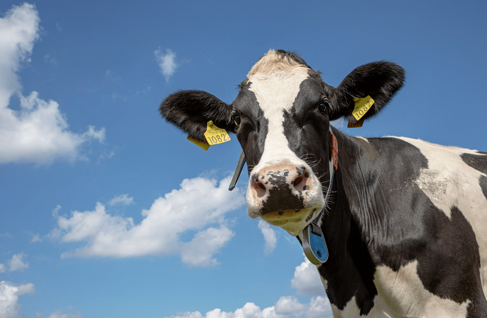 Cow wearables at repro season | VetSouth