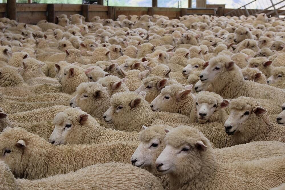 Getting optimum protection | VetSouth