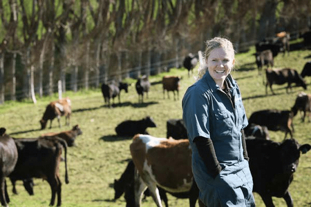 Is failure of passive transfer affecting your heifers? | VetSouth