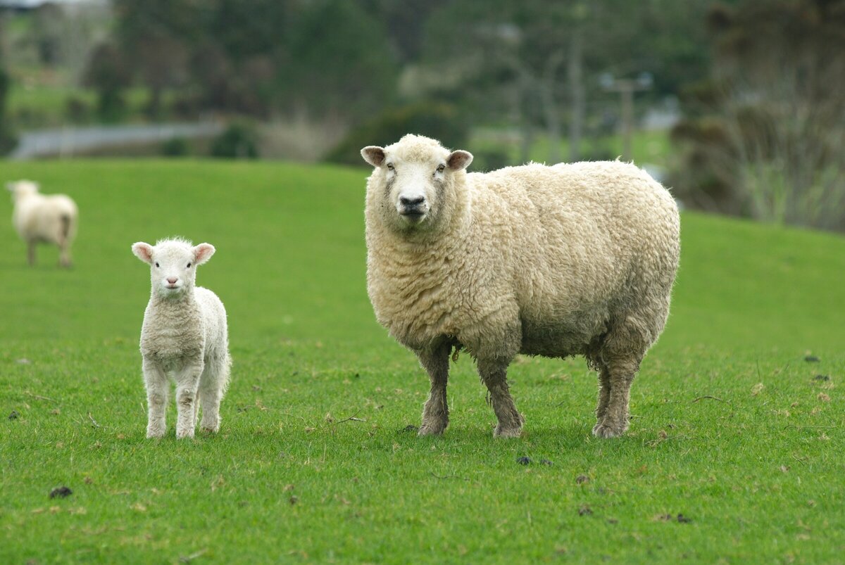 Too many wet-dry ewes? | VetSouth