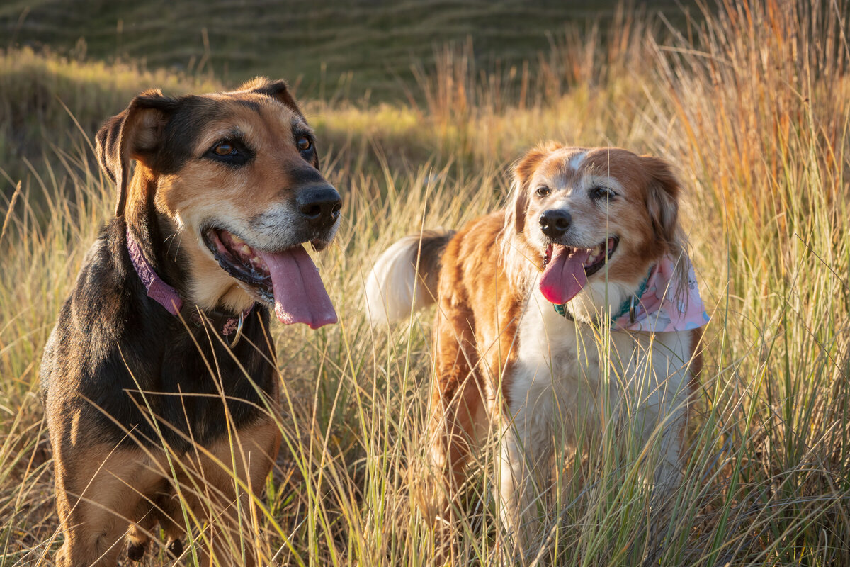 Feeding senior working dogs | VetSouth