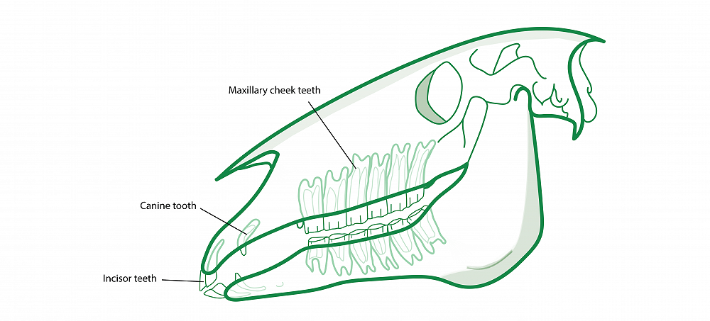 Infundibular Caries | VetSouth
