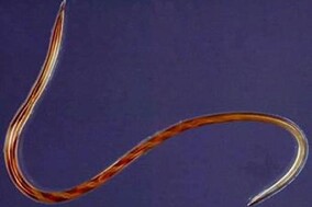 Find a Vet Clinic Near You | VetSouth